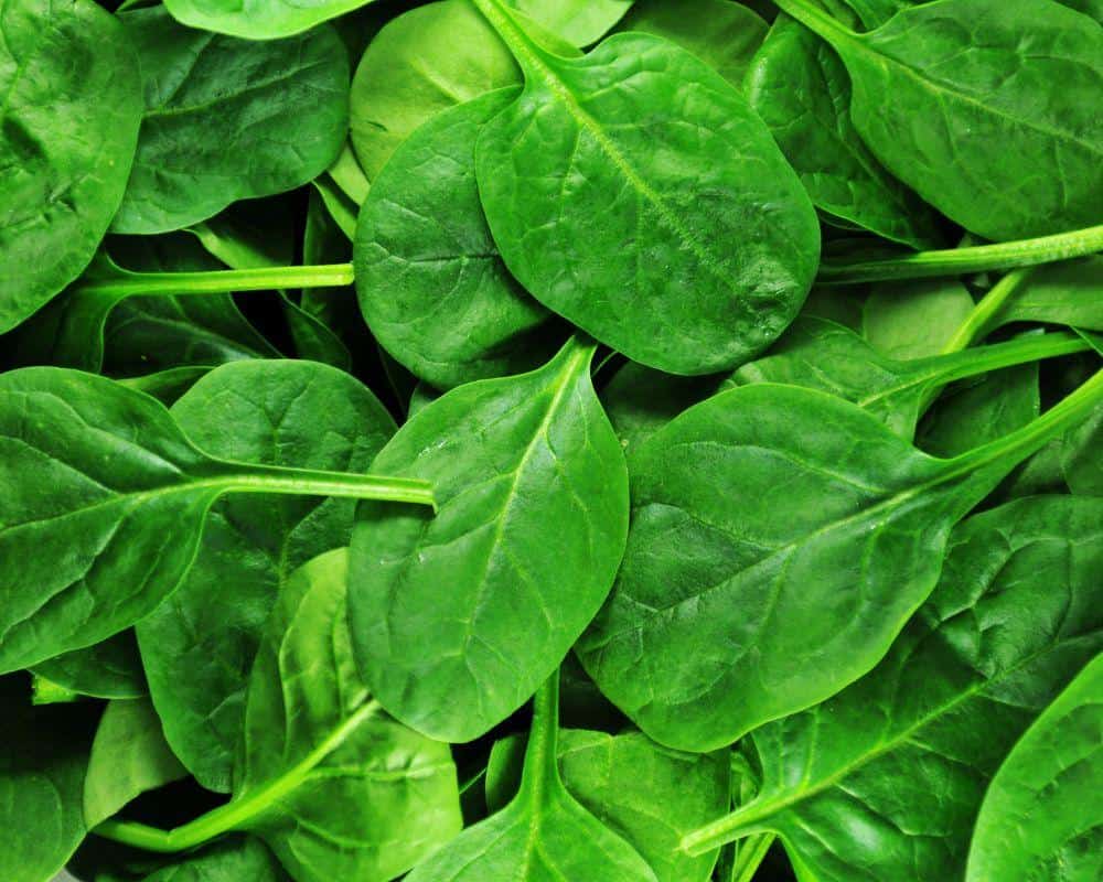 Dehydrating Spinach + How to Make Spinach Powder